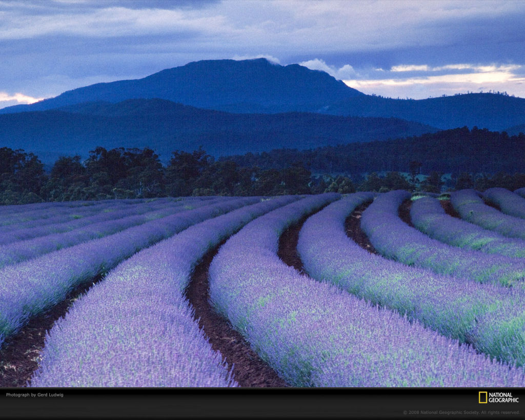 Eu sei...: 21 fotos impressionantes de campos de lavanda ao redor do mundo