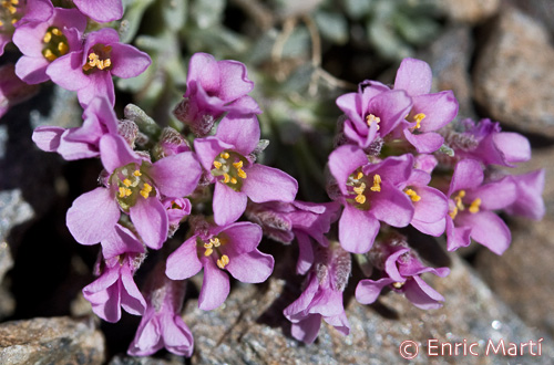 Cruciferae: Hormathophylla purpurea - Flores Silvestres del Mediterráneo