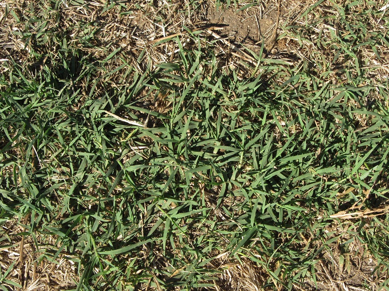 Bucólico Anónimo : Aprender a Distinguir: Escalracho de Relva Santo ...