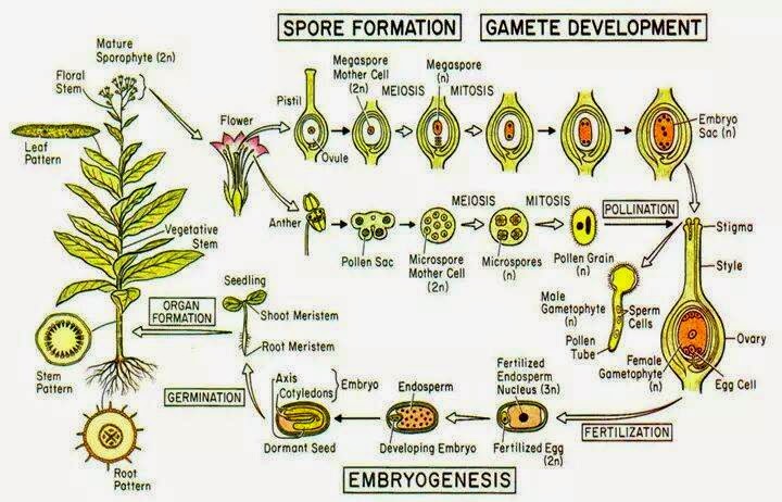 AKS EduResearch: Spore Formation Gamete Development Embryogenesis