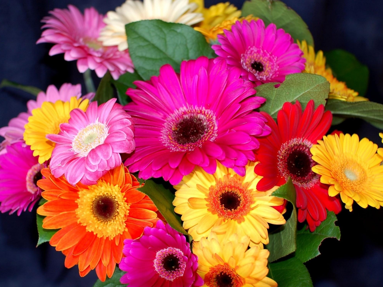 MANUAIS DE CULTIVO - PLANTAMUNDO: GERBERA