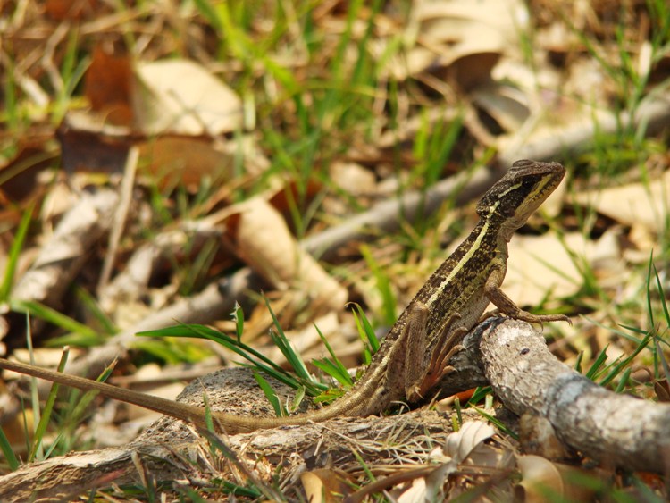 MACTUN: El Toloque!!!!!