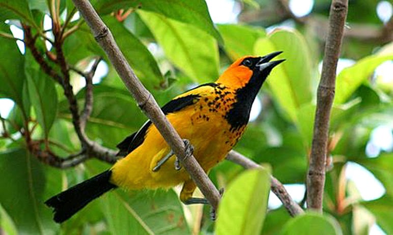 Bellas Aves de El Salvador: Icterus pectoralis (chiltota de pecho ...