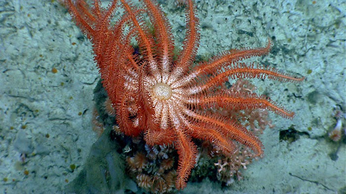 The Echinoblog: Let's Meet the Deep-Sea Stars of the North Atlantic ...
