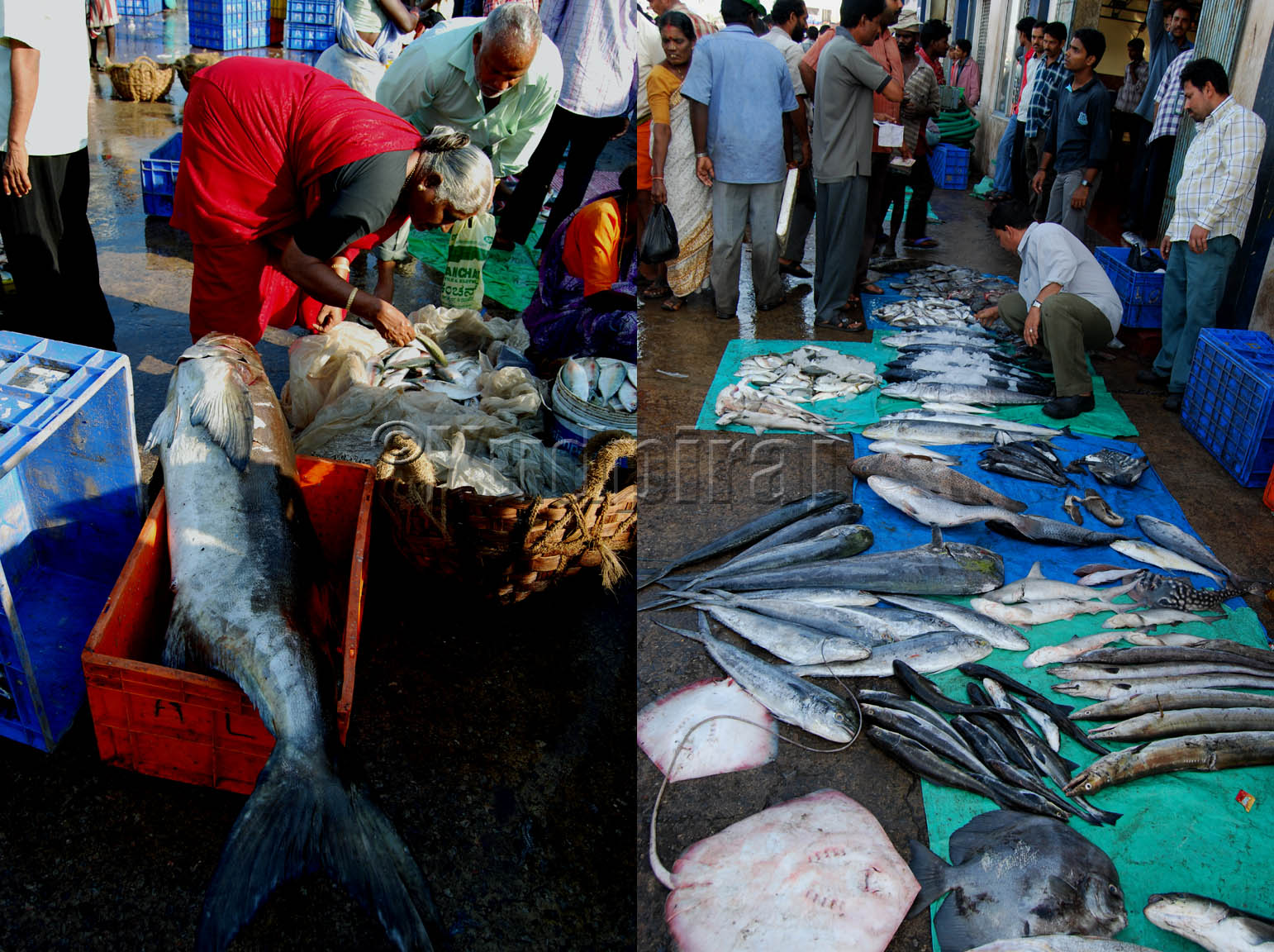 Kudpiraj's Garam Tawa: Fishing in Mangalore