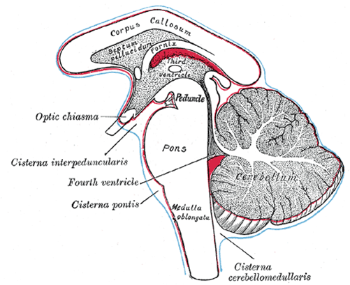 yuan's !nk: PART 1 brain varcularisation and ventricular system ...