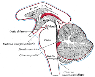 yuan's !nk: PART 1 brain varcularisation and ventricular system ...