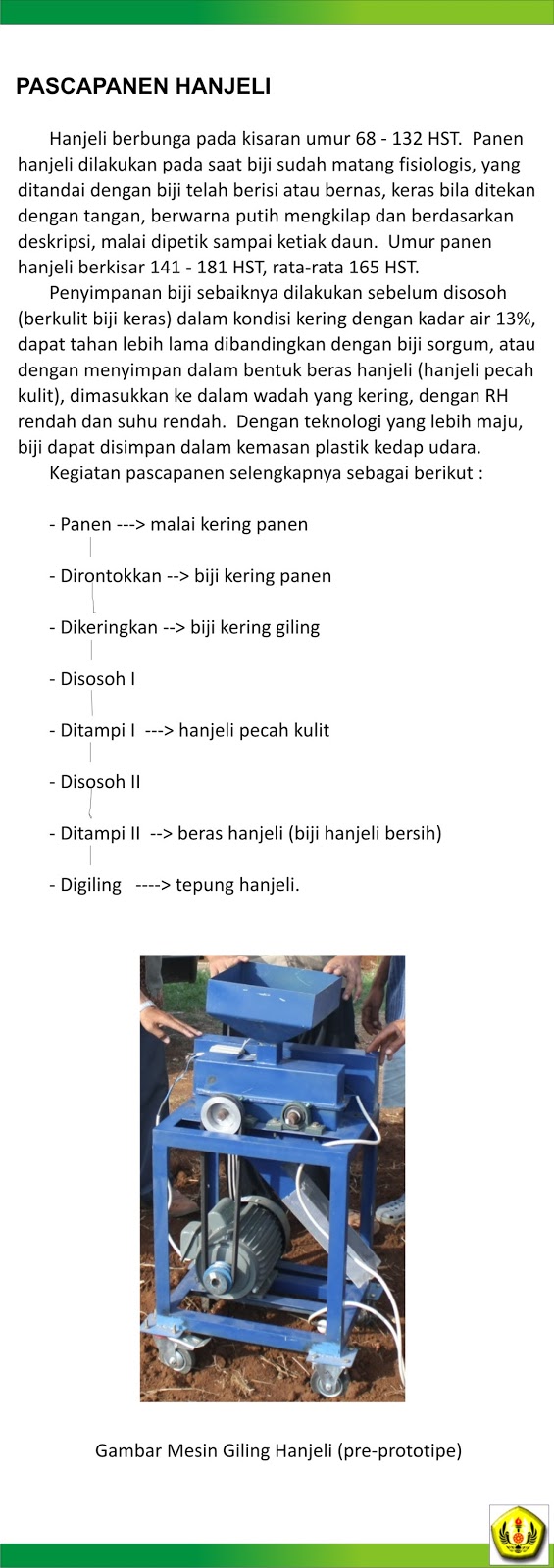 Aep dan Hanjeli: Mengenal Tanaman Hanjeli