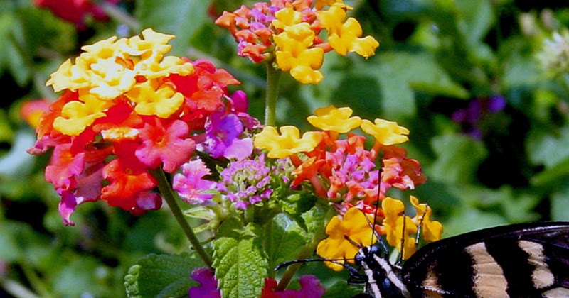 Λαντάνα - Πολυανθούσα ~ ΦΥΤΟΓΝΩΣΕΙΣ