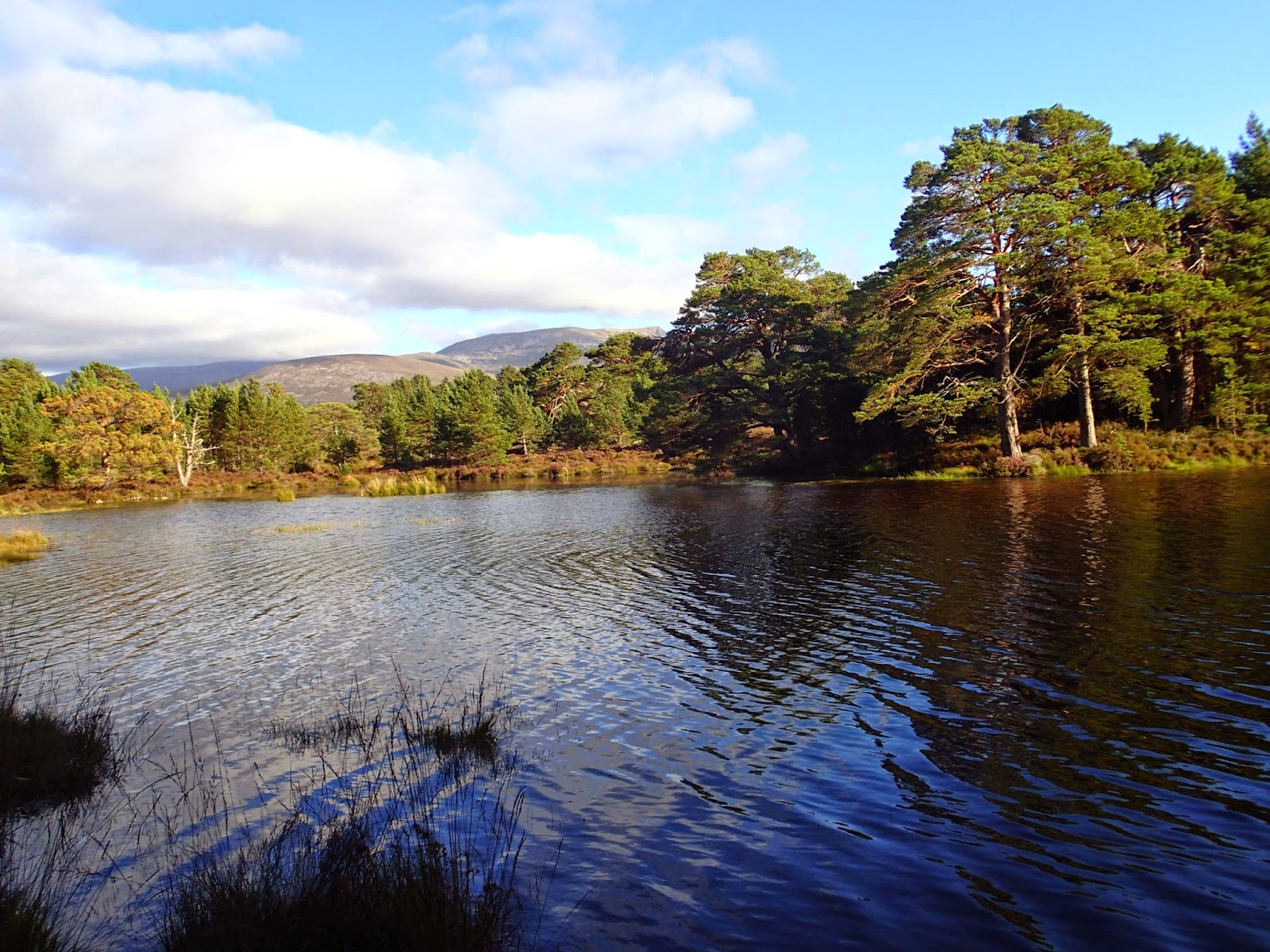 walking the rainbow trail: The Highland Lady's Rothiemurchus revisited
