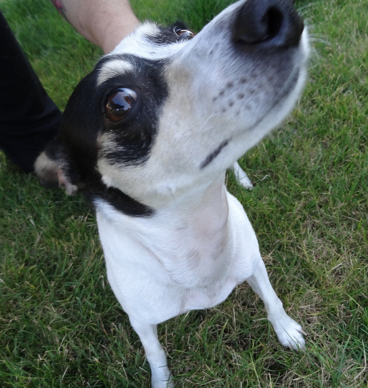 Merry Paws - Training and Fostering: Snaggletooth