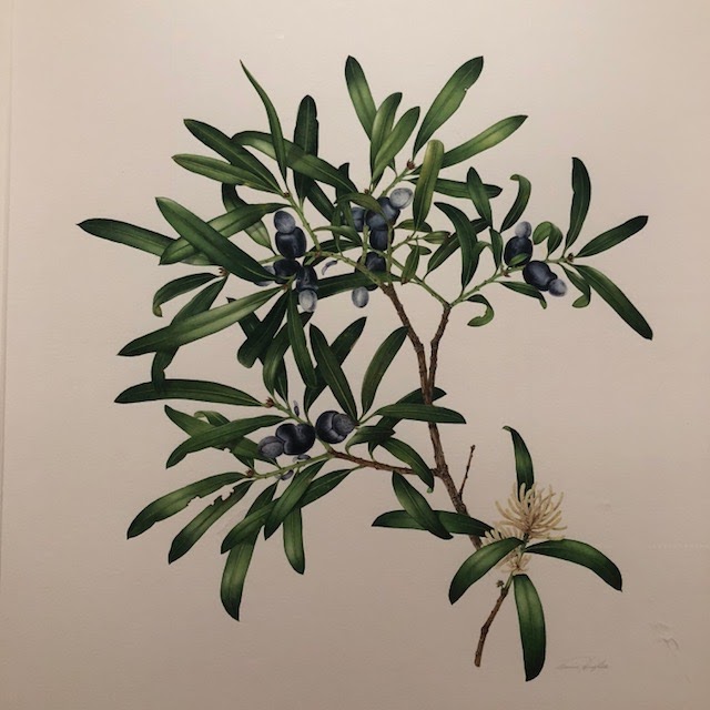 The Florilegium: Royal Botanical Gardens Sydney