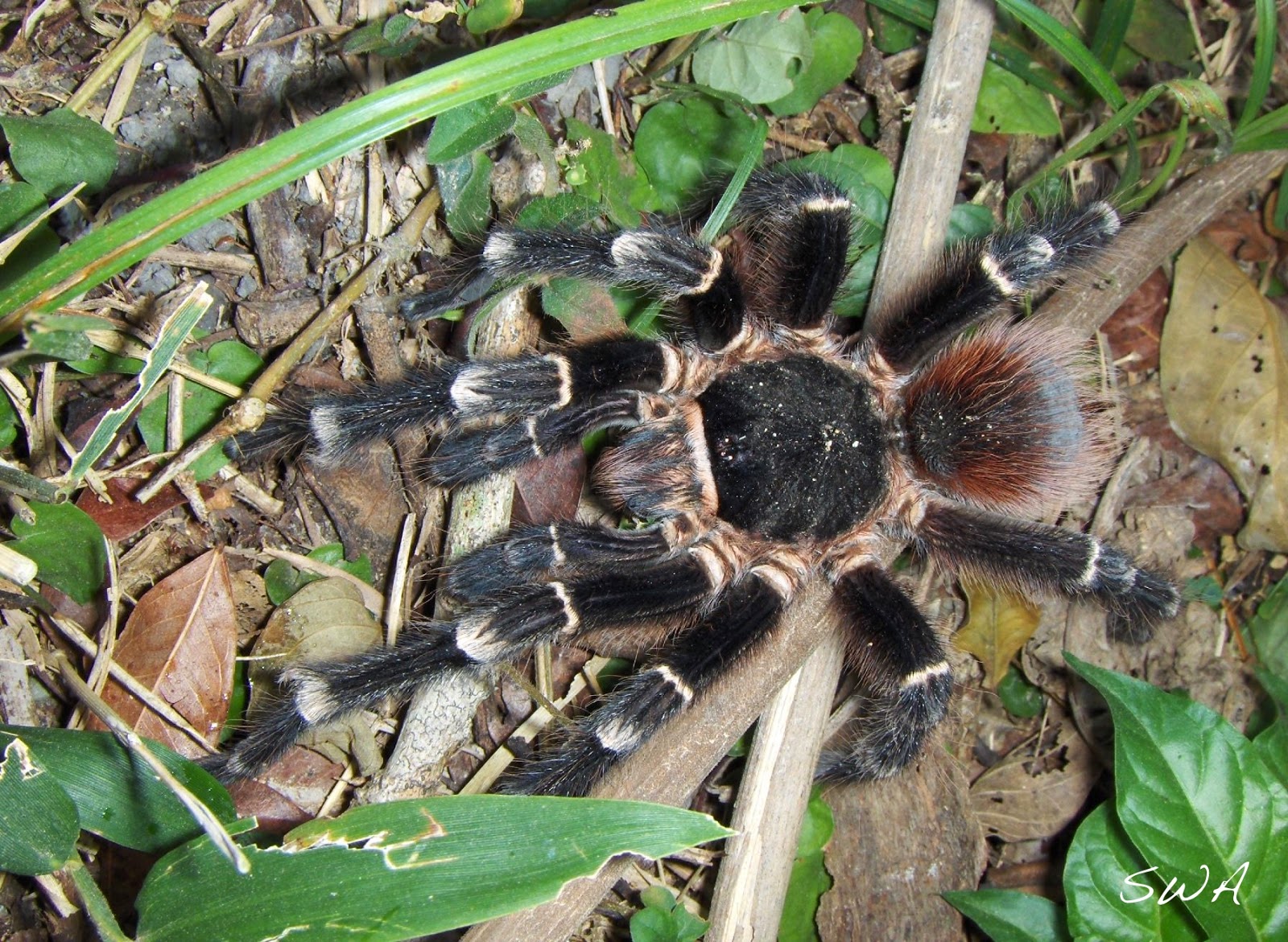 Tropical Biodiversity - Santarém - Pará - Brasil: Tarantula spider