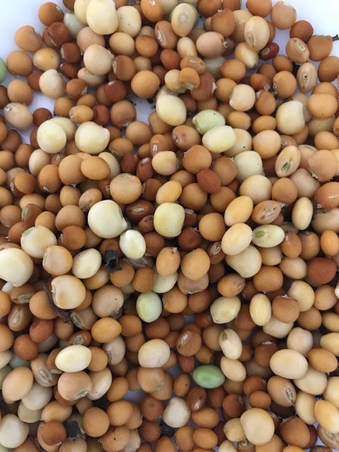 Vegetable and Fruit Gardening in SW Florida: Pigeon Peas