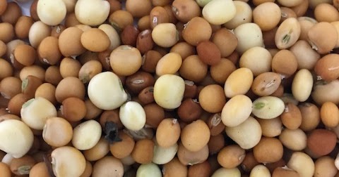 Vegetable and Fruit Gardening in SW Florida: Pigeon Peas