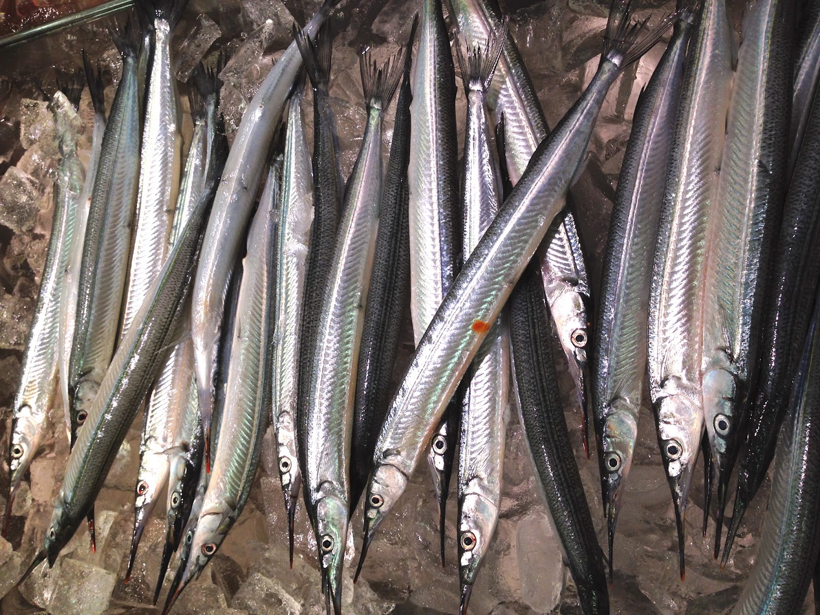 Aquarium Movies (Japan) archive 生きている魚図鑑: サヨリ Japanese halfbeak ...