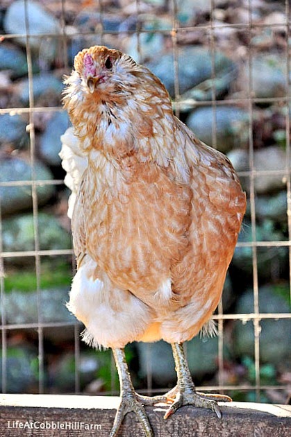 All You Need To Know About Chicken Roosts | Life At Cobble Hill Farm