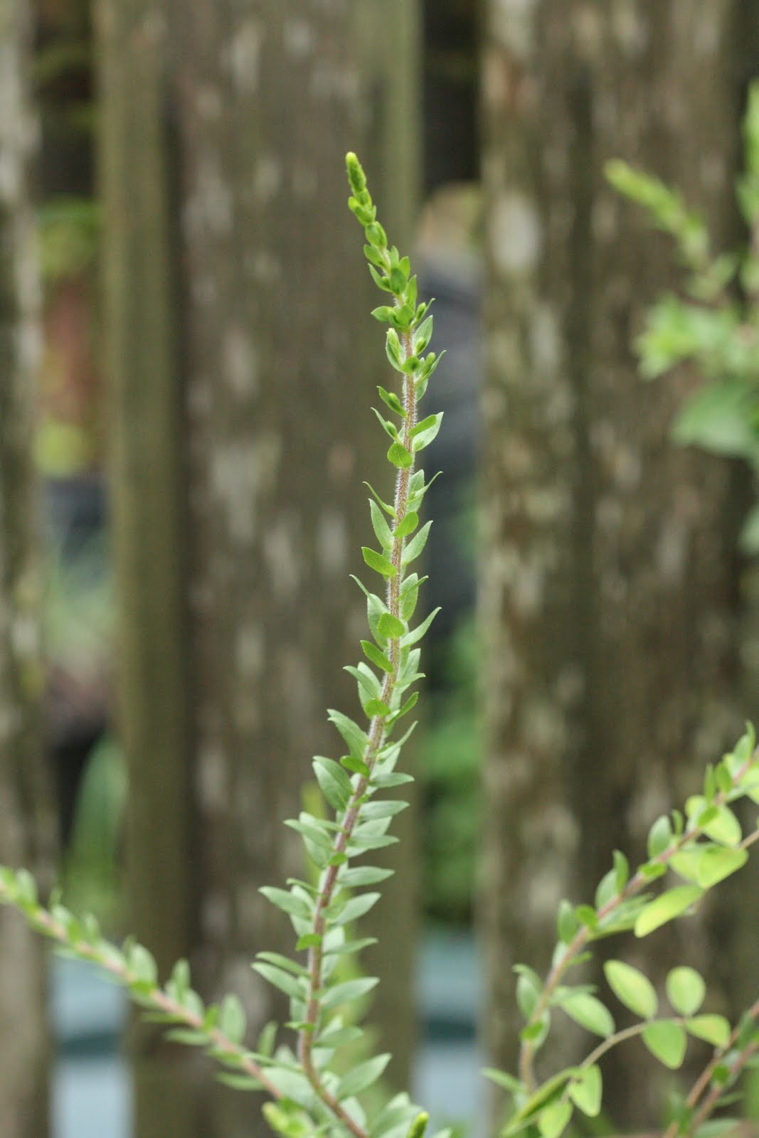 Native Florida Wildflowers: Solidago fistulosa - Pinebarren goldenrod