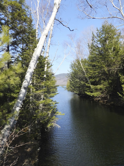 Merry@Syracuse: Adirondack Spring