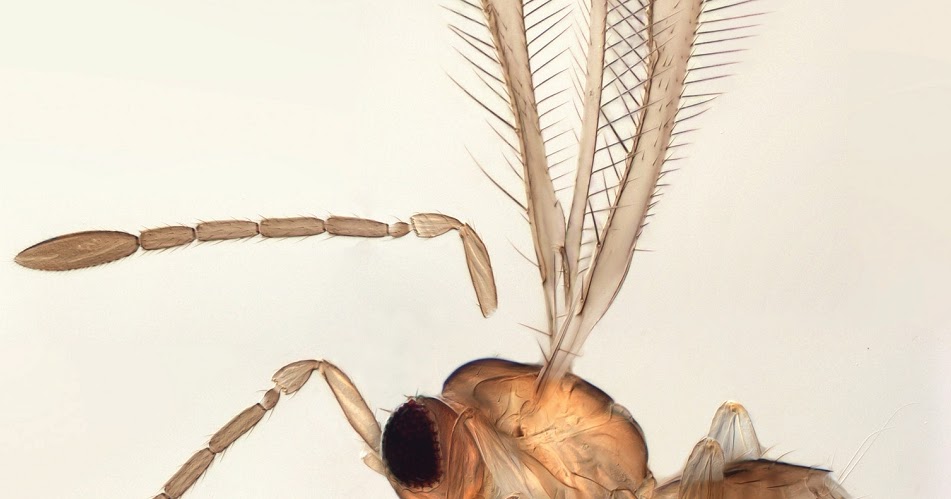 Real Monstrosities: Wings of a Feather