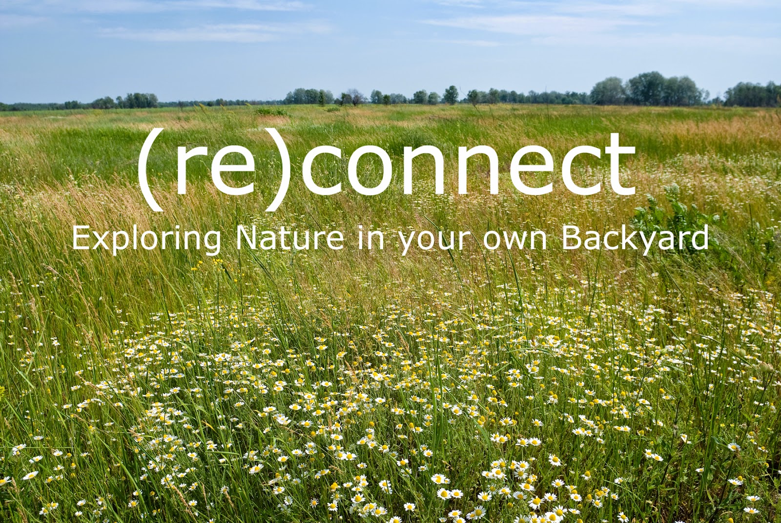 B-Collaborative: (Re)Connecting with Nature: Exploring Biomimicry in ...