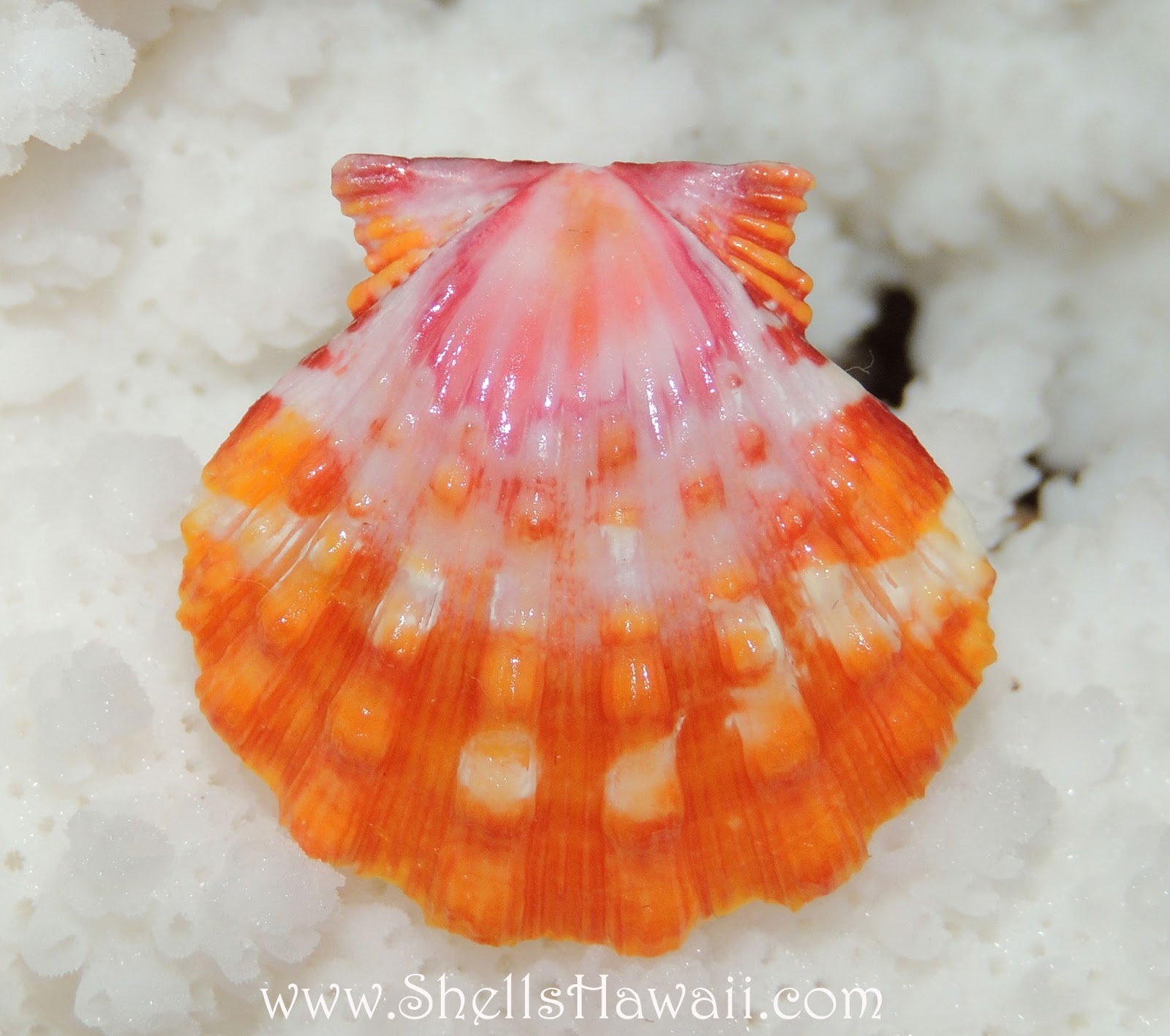 ShellsHawaii ...by Janjira: Sunrise shells/Pecten Langfordi