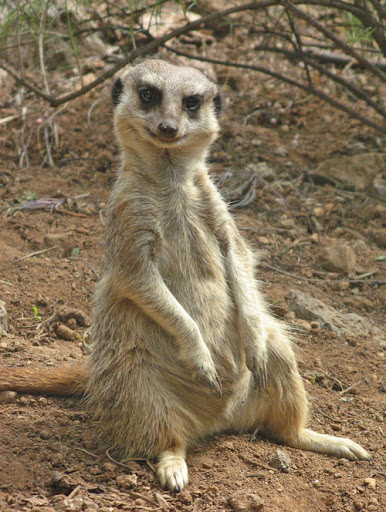 ezhan-artwork: Bila Haiwan Tersenyum Riang