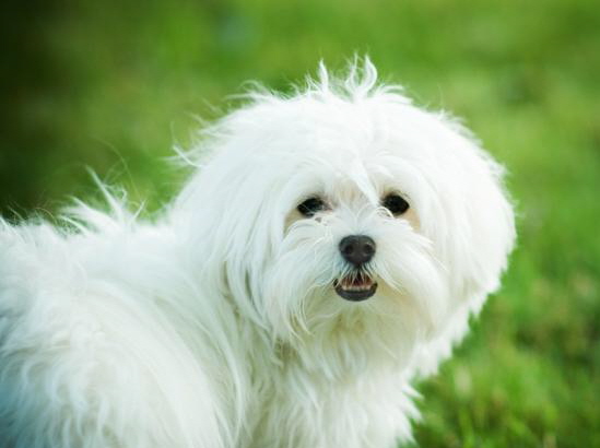 Perro Bichón Maltés.