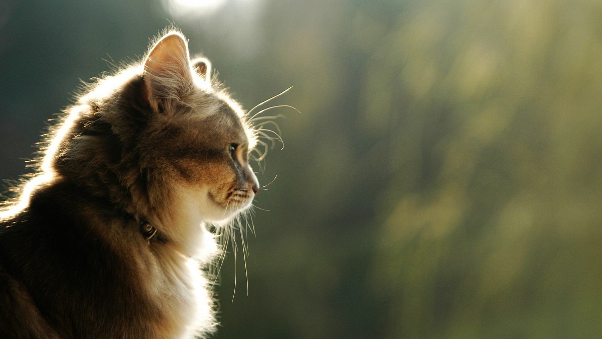 Cat Observing HD Wall Wallpapers - HD Wall Wallpapers