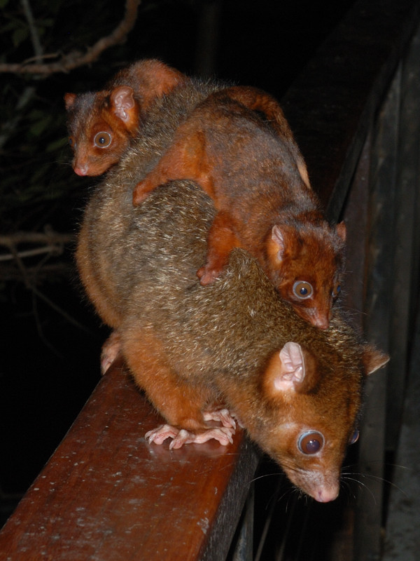 Possum TV: Baby Ringtail Surprise