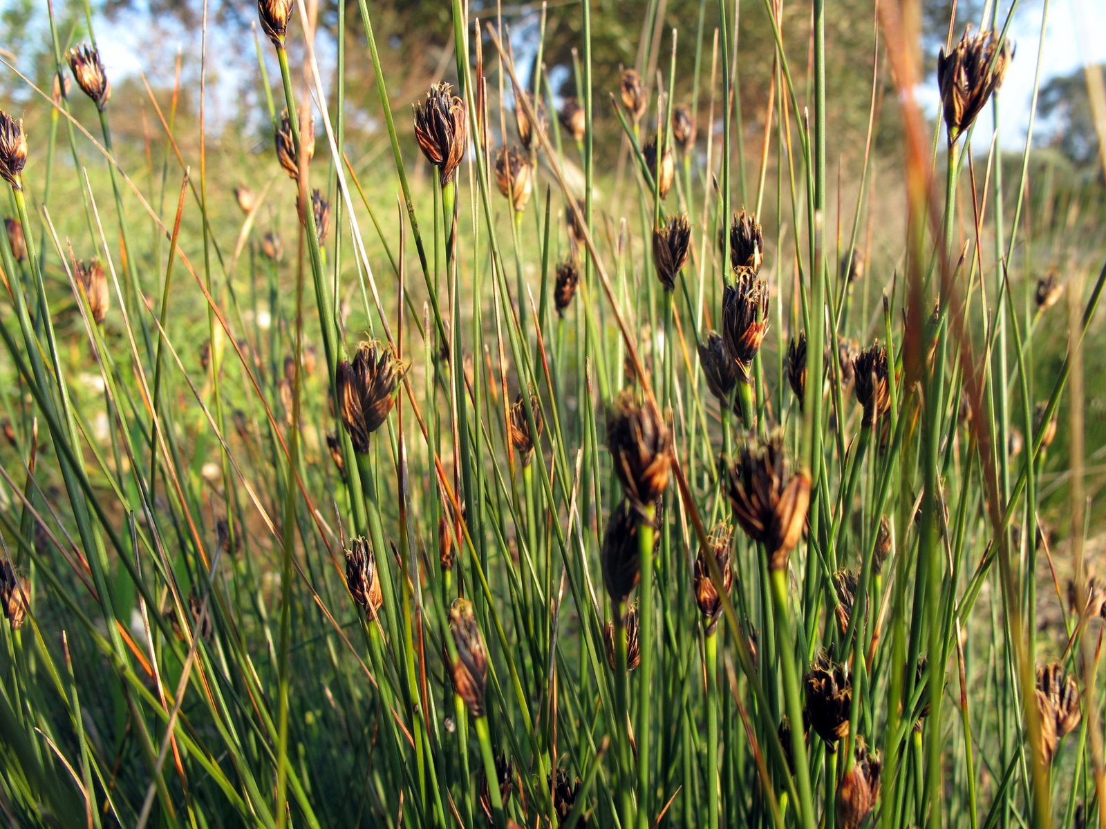 FLORA NEL SALENTO e.. anche altrove: Schoenus nigricans L. - Cyperaceae ...