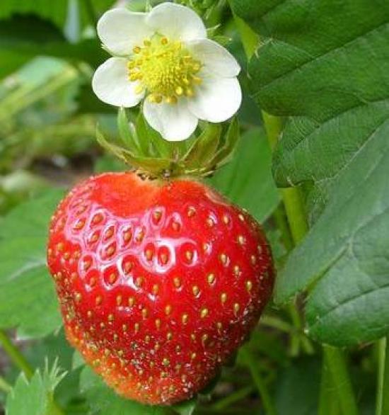 Khasiat Buah Strawberi Untuk Kesihatan