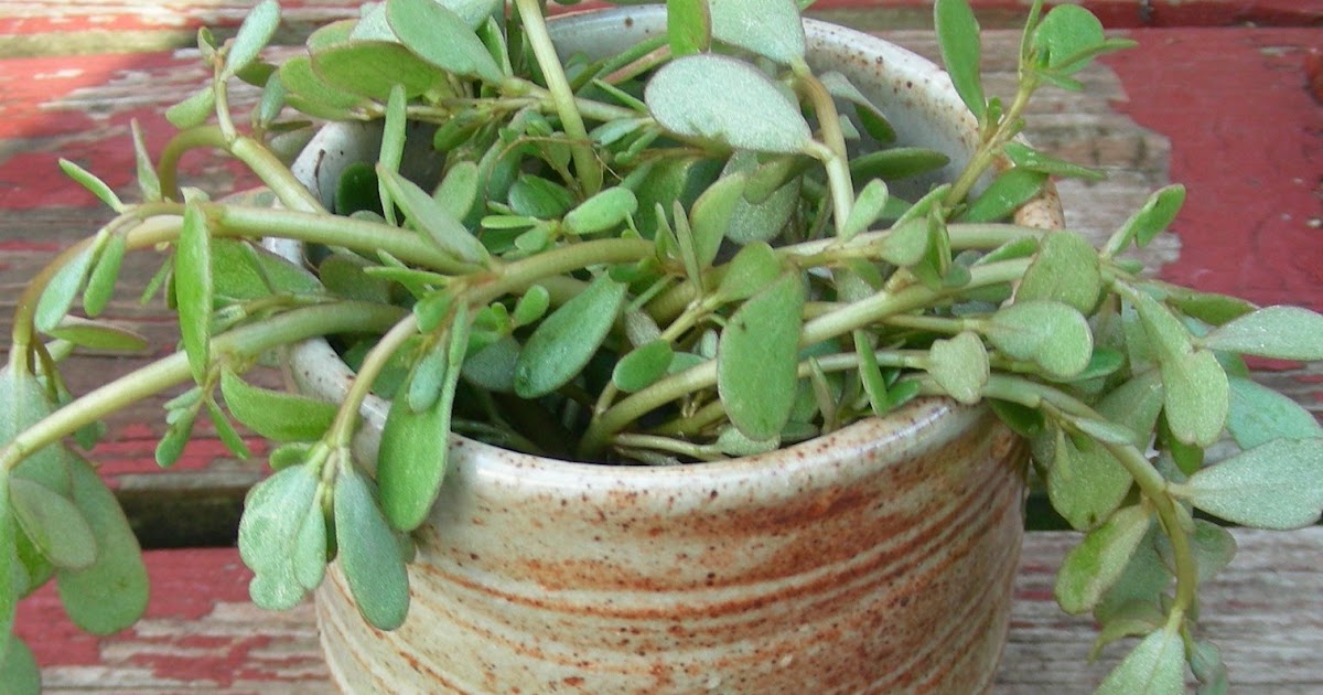 A Frenchtown Kitchen & Garden