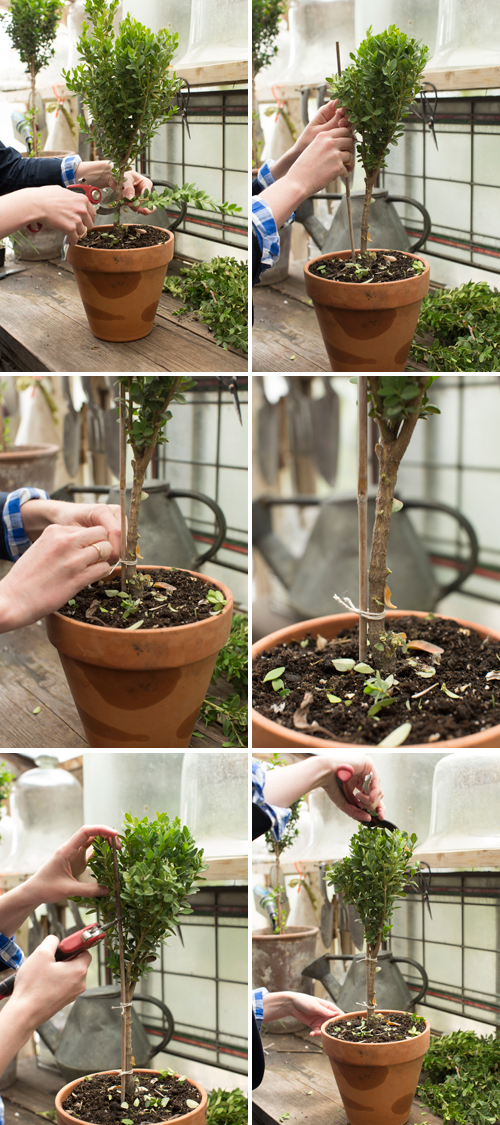 HOW-TO-MAKE-A-TOPIARY.jpg 500×1,125 pixels | Indoor topiary, Topiary ...