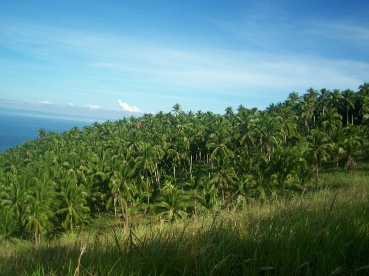 Its More Fun In ALmagro Samar Island: Its More Fun In Almagro Samar Island