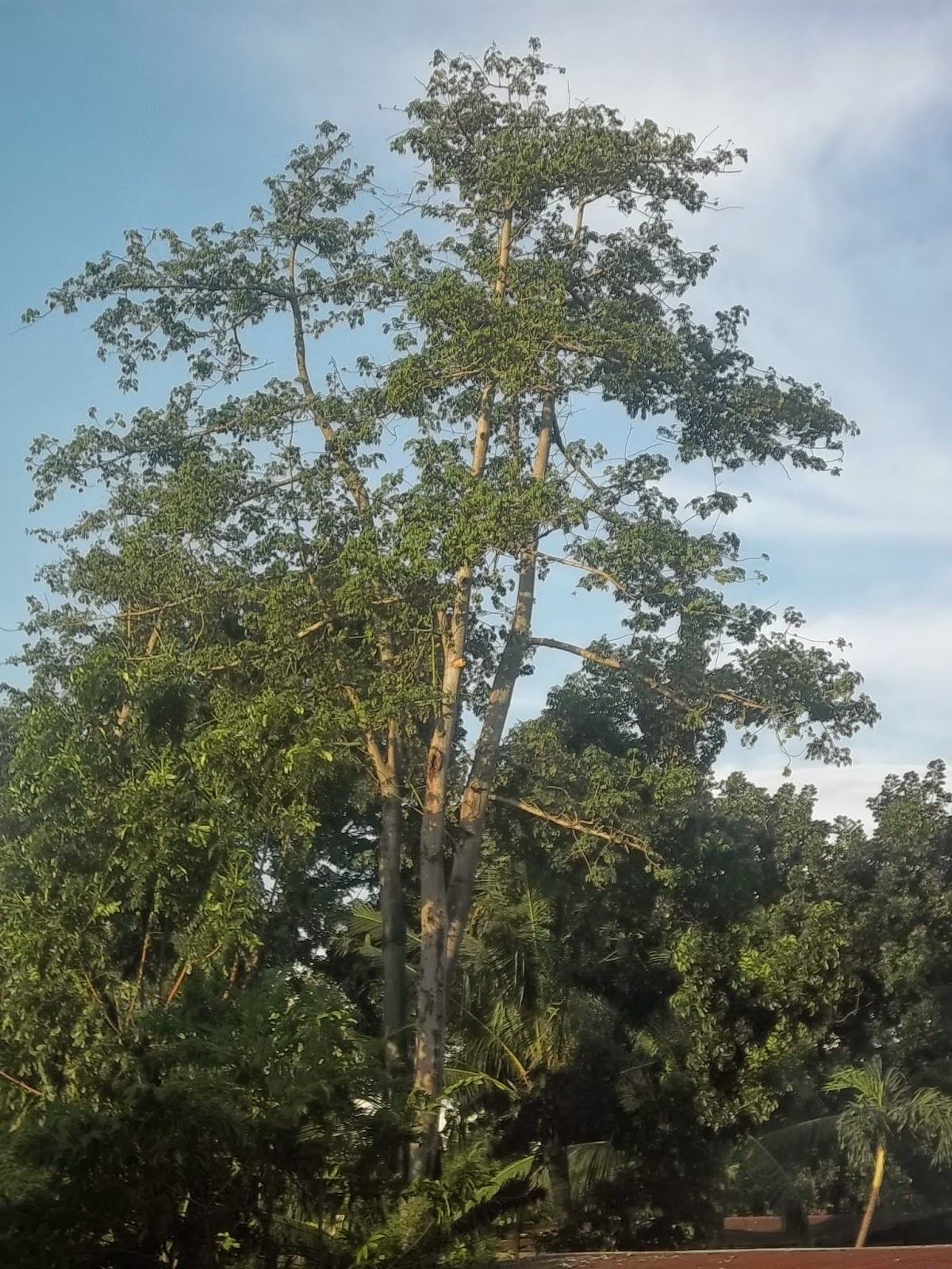 Warrior Pilgrimage: USEFUL PLANTS 101: Kapok