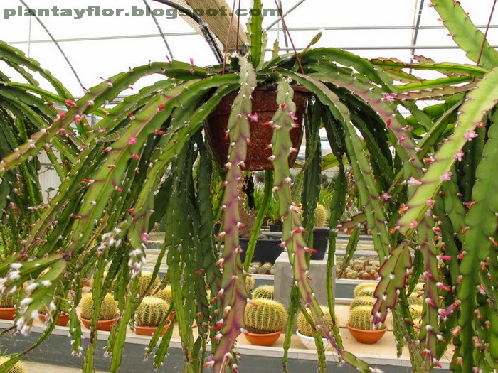 Plantas y flores: Rhipsalis cruciformis