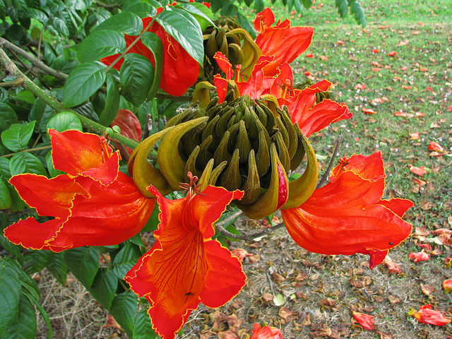 Wajib Tahu! 12+ Tanaman Bunga Warna Merah yang Wajib Disimak ...