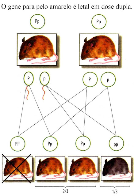 v70profleo-bio3.blogspot.com: BIO 3 - Tema 1 - Genética - 1ª. Lei de ...