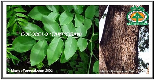 Productos Maderables de Cuale: ¿Conoce el cocobolo?