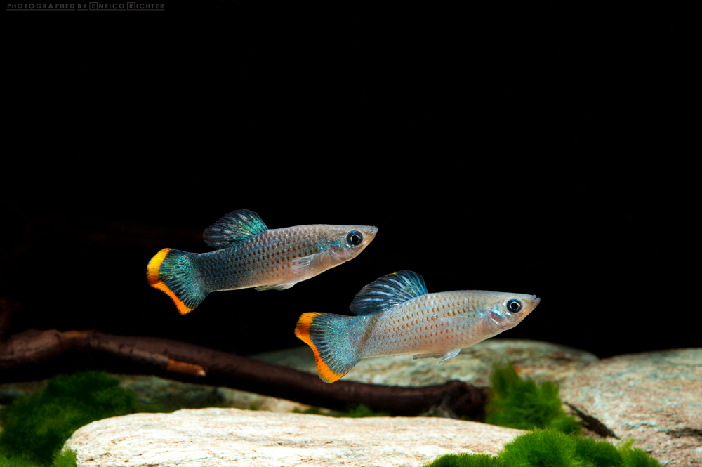 Mania de Aquário: Molinésia