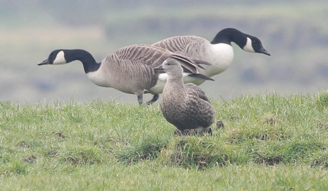 Glamorgan Rarities Committee: February 2012