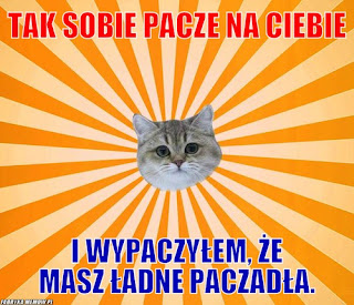 8 wiernych łapek - koci blog: Kot Paczacz , Paczałek , Paczał