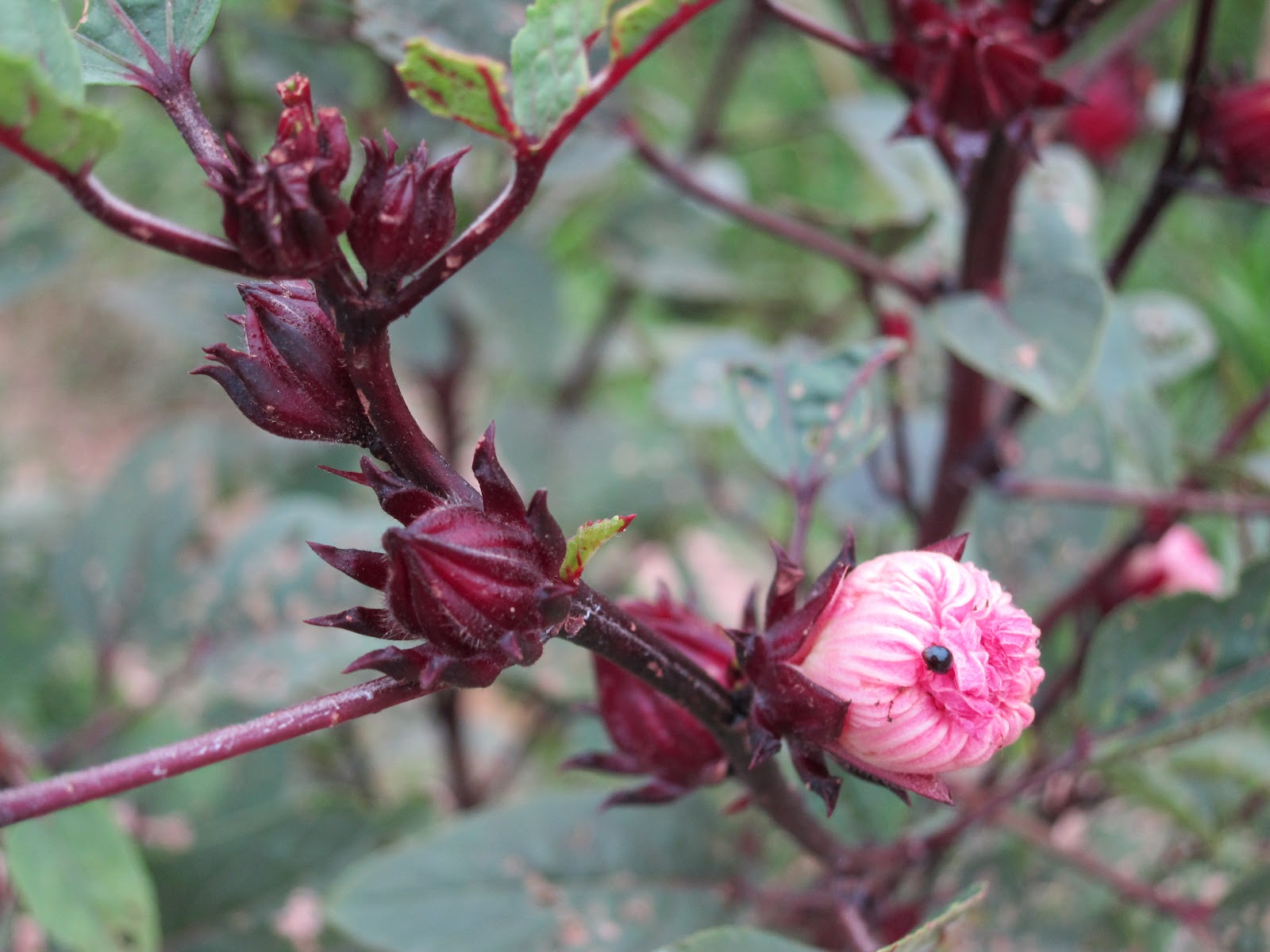 Through the Eyes of a City Mouse: Venture into the Countryside ...
