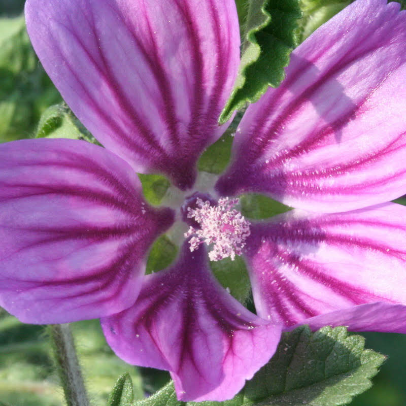 EL MUNDO MICROSCÓPICO DE LAS PLANTAS: Malva silvestris L. (Malva)