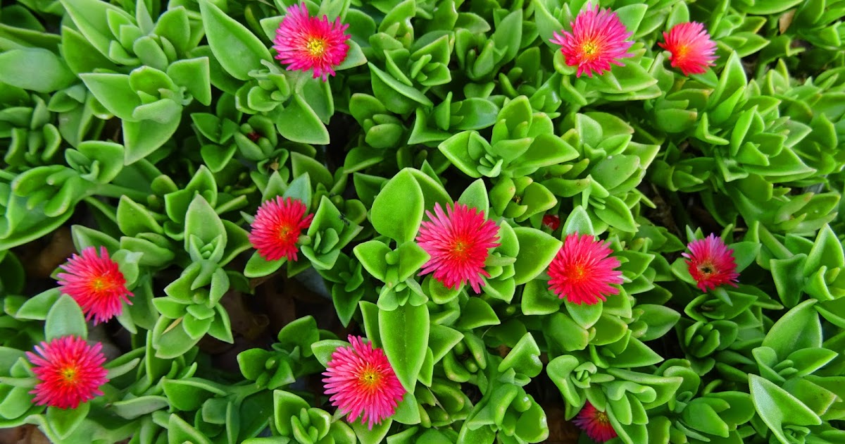 FLORAL FRIDAY FOTOS: FFF219 - BABY SUN ROSE