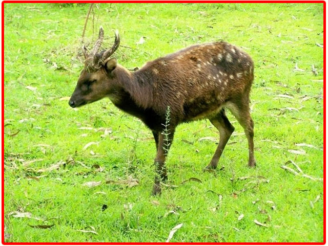 Ovaltes: Visayan Spotted Deer and Visayan Deer Endangered Species ...