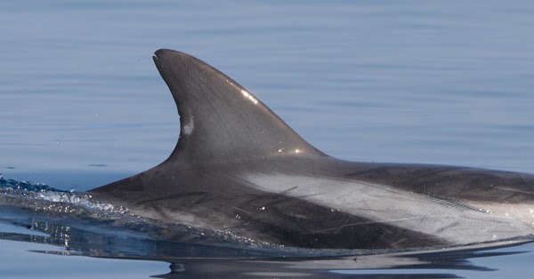 Dolphin Biology and Conservation: Striped dolphin's dorsal fin
