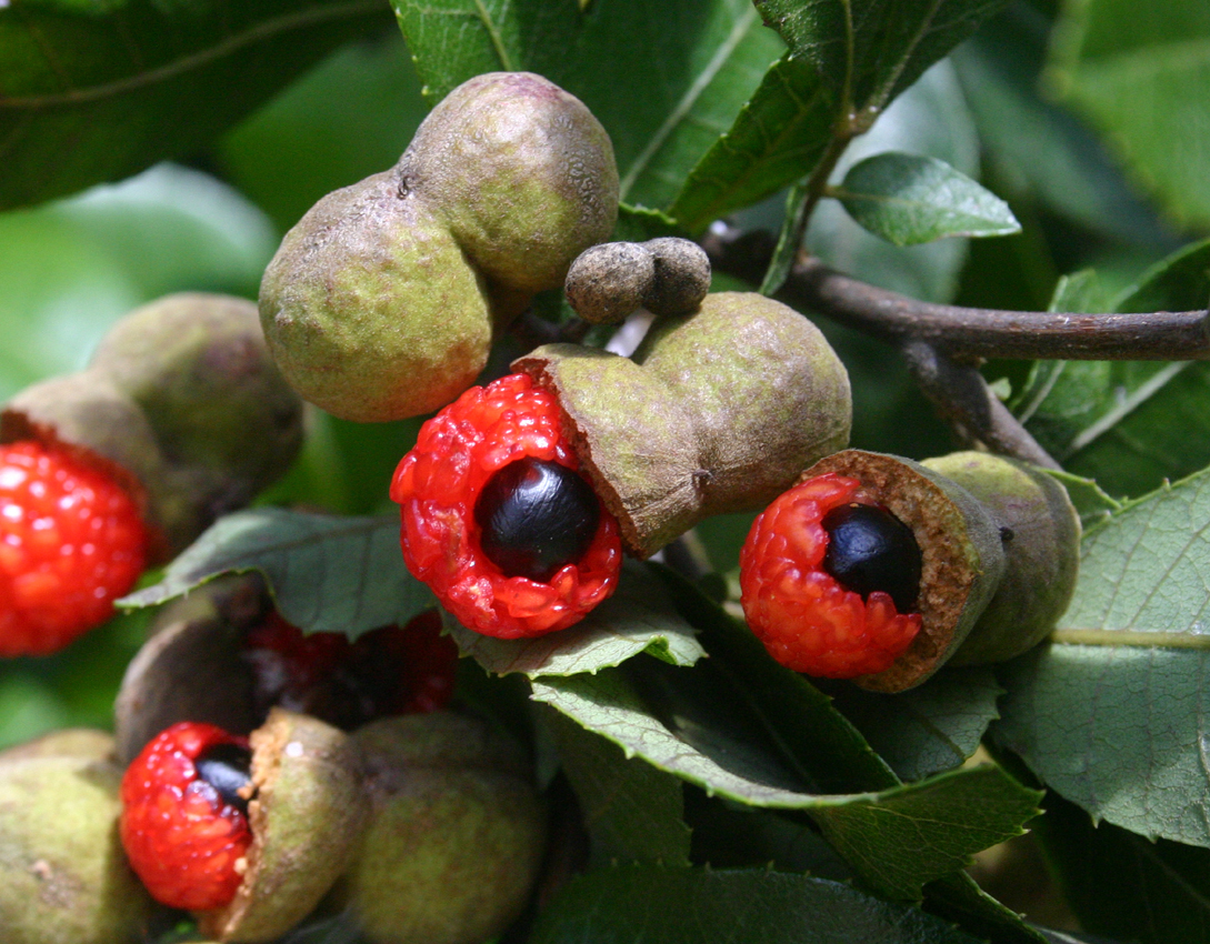 Toowoomba Plants: Holly-leafed Bird’s Eye