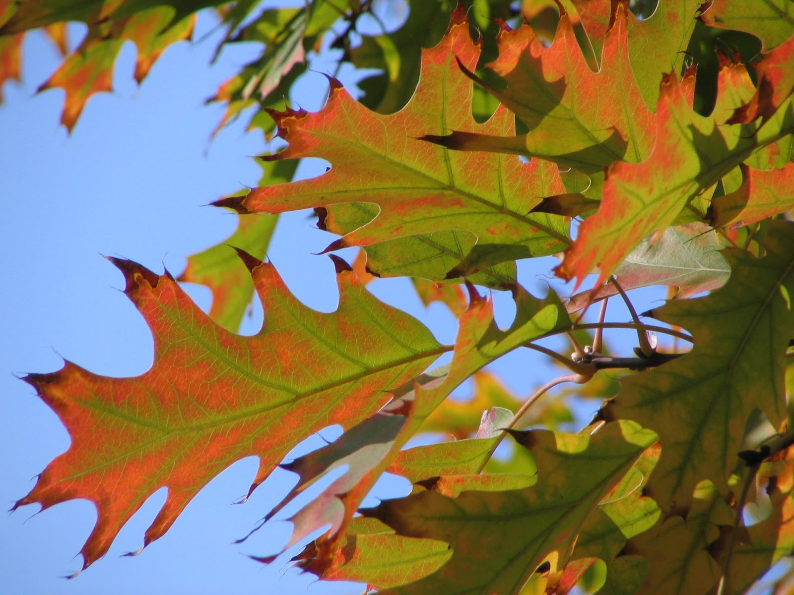 LA MULTI ANI, ROMANIA!: Frunze de stejar